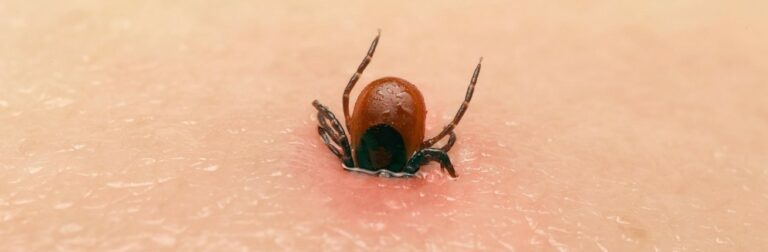 Tekenbeet - Rode Kruis Nederland