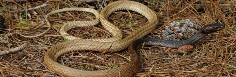 Slangenbeet - Rode Kruis Nederland