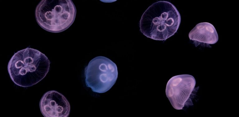 Kwallenbeet - Rode Kruis Nederland