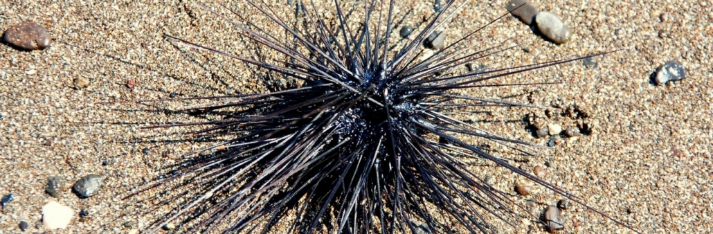 Steek van een zee-egel - Rode Kruis Nederland