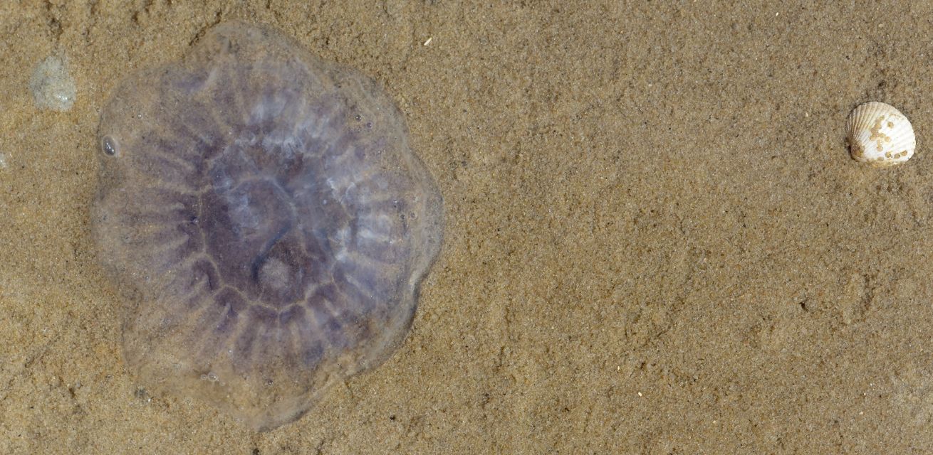 Zijn kwallen gevaarlijk? Antwoorden over kwallen in Nederland | Rode Kruis