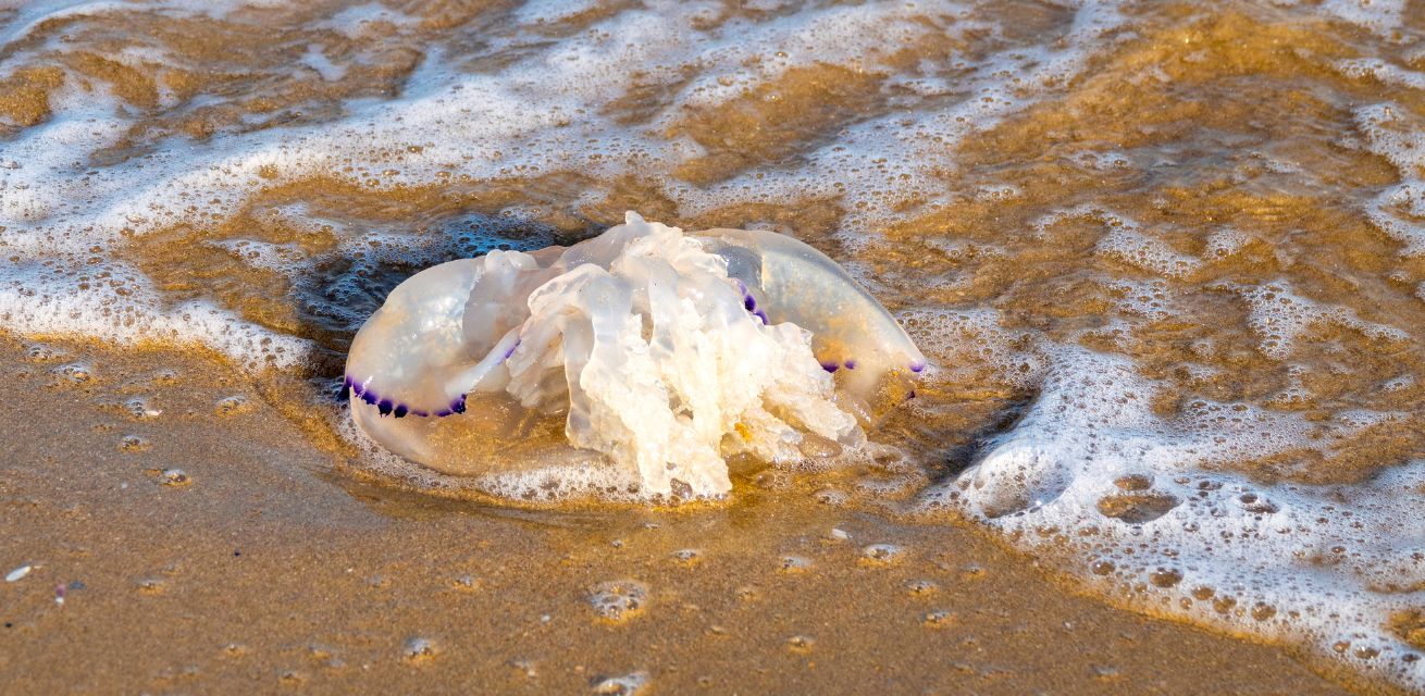 Zijn kwallen gevaarlijk? Antwoorden over kwallen in Nederland | Rode Kruis