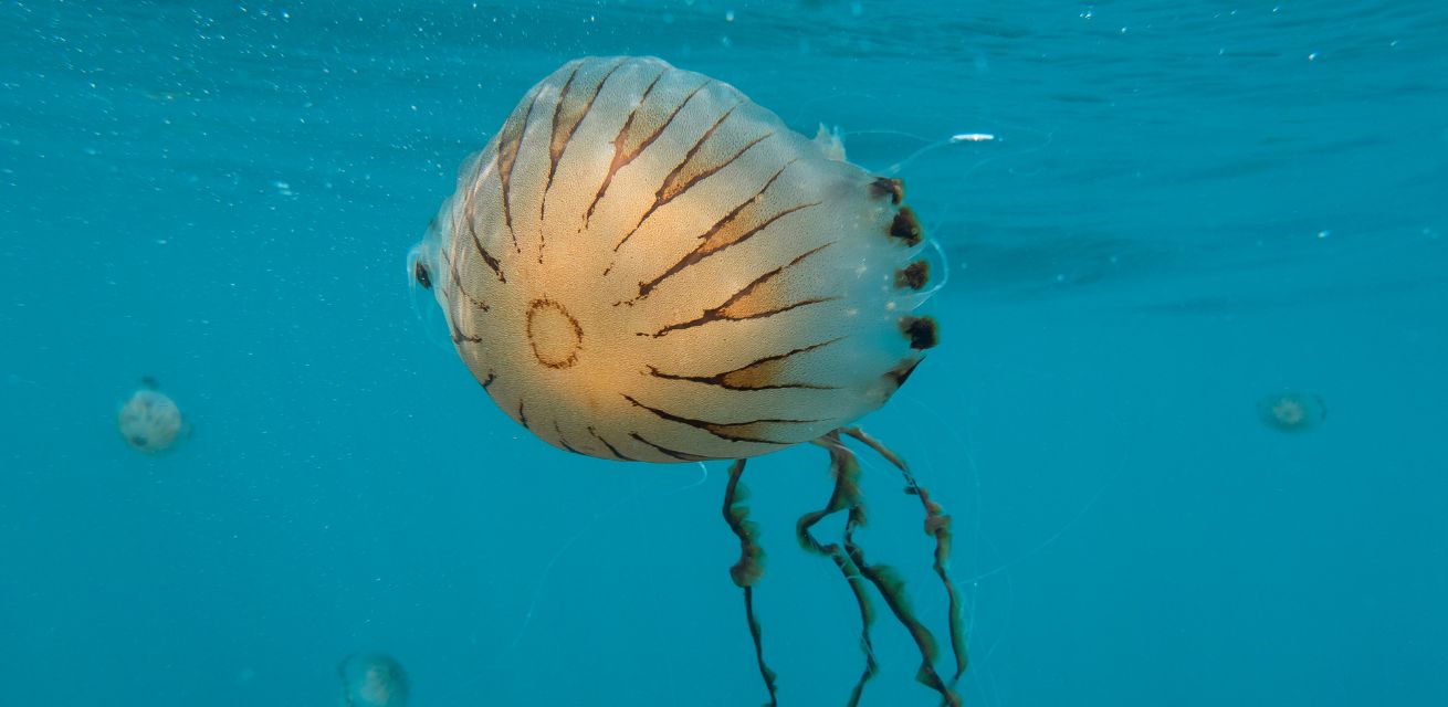 Zijn kwallen gevaarlijk? Antwoorden over kwallen in Nederland | Rode Kruis