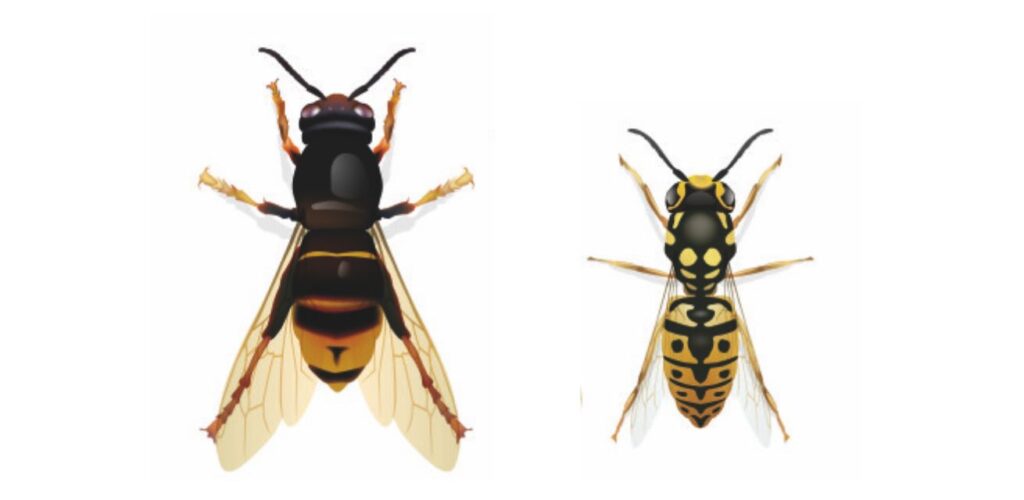 Steeds meer Aziatische hoornaars in Nederland: hoe gevaarlijk is dit ...